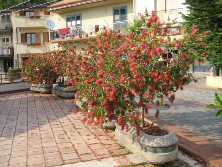 Cardile in…fiore – Benvenuti nel sito ufficiale del borgo di Cardile